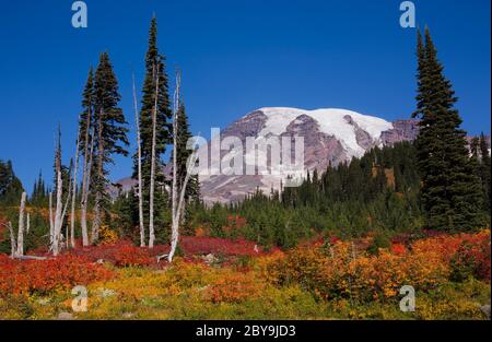 Stunning fall foliage at Mt. Rainier National Park in Washington state ...