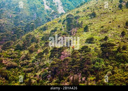 Spring forest on mountain slopes Stock Photo - Alamy