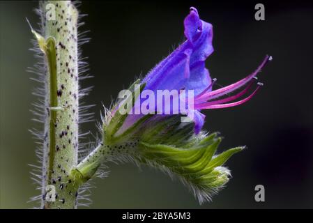 glechoma hirsuta in the black Stock Photo - Alamy