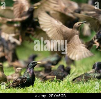 Young Starling taking off from trellis on an allotment Stock Photo - Alamy
