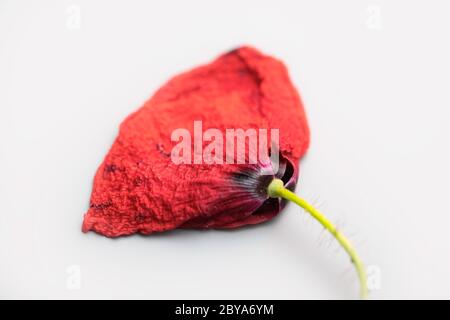 withered, wilted poppy flower, Symbolic old age Stock Photo - Alamy