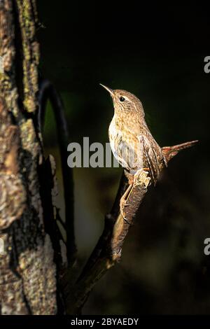Closeup of a wren on the tree branch. Shallow focus Stock Photo - Alamy