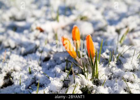 A yellow crocus flower in snow Stock Photo - Alamy
