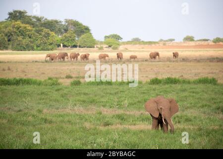 A lot of elephants are walking in the grassland of the savannah in ...