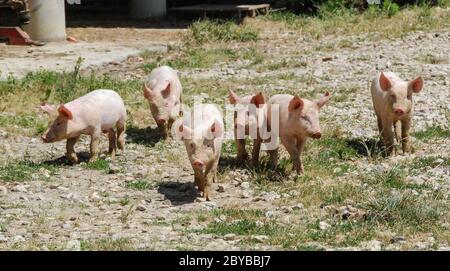 Some piglets run in a meadow Stock Photo - Alamy