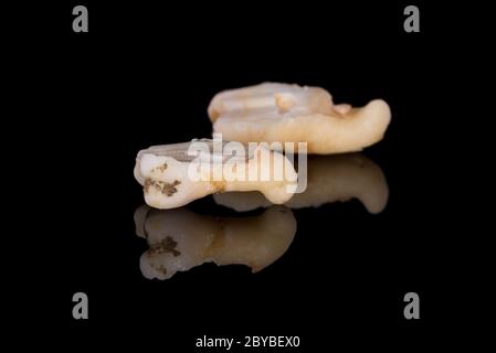 Molar teeth upper and lower right side number 13,14,18,19, and 20. one ...