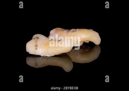 Molar teeth upper and lower right side number 13,14,18,19, and 20. one ...