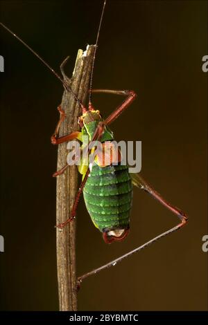 close up of grasshopper Orthopterous Tettigoniidae on a piece of branch ...