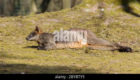 Mother swamp wallaby with a joey at zoo , Rotterdam, the Netherlands ...