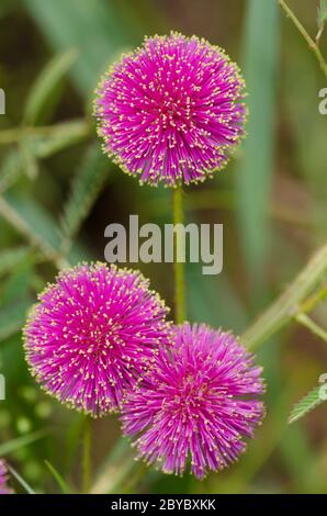Mimosa nuttallii, the Nuttall's sensitive-briar, catclaw brier or ...