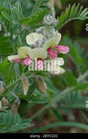 goat's rue (Tephrosia virginiana Stock Photo - Alamy