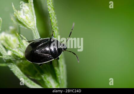 White-margined Burrower Bug (Sehirus cinctus) Insecta Stock Photo - Alamy