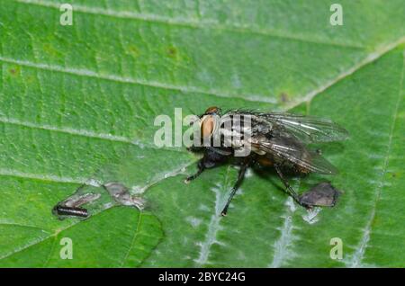 Flesh Fly, Family Sarcophagidae, probing bird dropping Stock Photo - Alamy