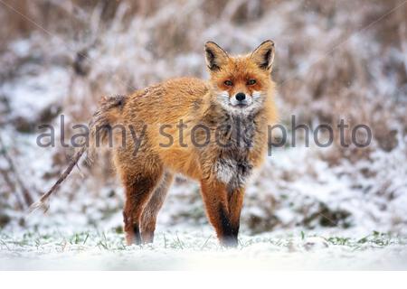 The Fox Without A Tail Stock Photo - Alamy