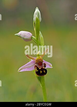 Bee orchid yellow variant (Ophrys apifera var chlorantha) Musee dei ...