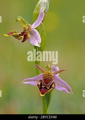 Bee orchid yellow variant (Ophrys apifera var chlorantha) Musee dei ...