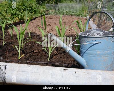 Sweetcorn Lark planted in a block in vegetable garden Stock Photo - Alamy