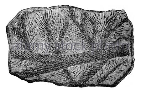 Extinct scale tree, Lepidodendron of the Carboniferous era ...