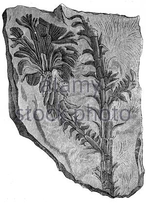 Plants of the Triassic Period Stock Photo - Alamy