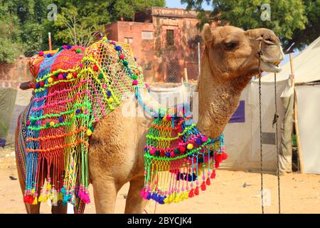 ASIA, India, Camel Festival Decorated Camel and Trainer (MR Stock Photo ...