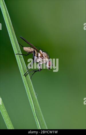 muscidae helina obscurata mydaea corni musca domestica in a leaf Stock ...