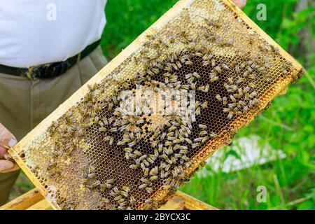 Beekeeper holds frame filled with bees honeycomb, using smoker to calm ...