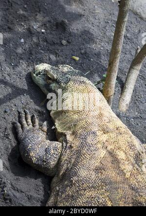 Huge monitor lizard on grey sand Stock Photo - Alamy