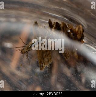 Cased Caddisfly (Trichoptera) from Jackson County, Colorado, USA Stock ...