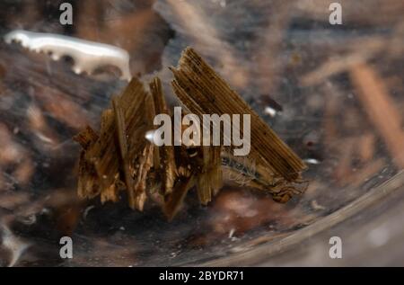 Cased Caddisfly (Trichoptera) from Jackson County, Colorado, USA Stock ...