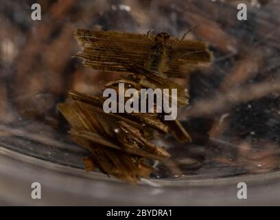 Cased Caddisfly (Trichoptera) from Jackson County, Colorado, USA Stock ...