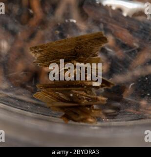 Cased Caddisfly (Trichoptera) from Jackson County, Colorado, USA Stock ...