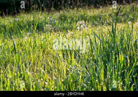 Dew grass early morning. Beautiful emerald color of summer grass ...
