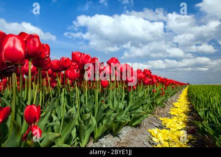 red tulips over blue sky Stock Photo - Alamy