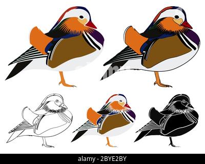 Duck front view. Farm animal in cartoon style Stock Vector Image & Art ...