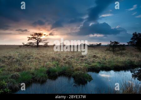 Calm sunset over swamps with little pine trees, Fochteloerveen, Drenthe ...