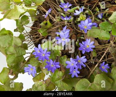 Dark blue Snowdrops Stock Photo - Alamy