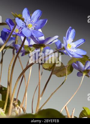 Dark blue Snowdrops Stock Photo - Alamy