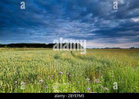 Green wheat field with morning light background Stock Photo - Alamy