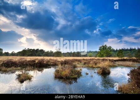 Blue sky reflected in swamp water, Friesland, Netherlands Stock Photo ...