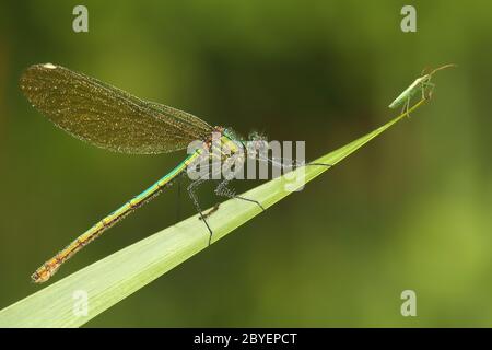 Banded Darter Dragonfly Stock Photo - Alamy