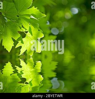 A closeup of tree branches with green leaves Stock Photo - Alamy