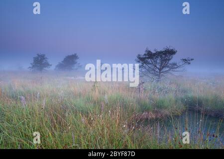 Morning landscape with fog over swamp river and old tree with thickets ...