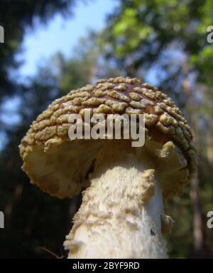 Panther cap, False blusher, Pantherpilz, Panther-Pilz, Panterpilz ...