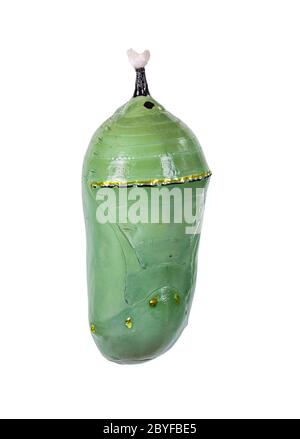 Butterfly Pupa isolated on white background Stock Photo - Alamy