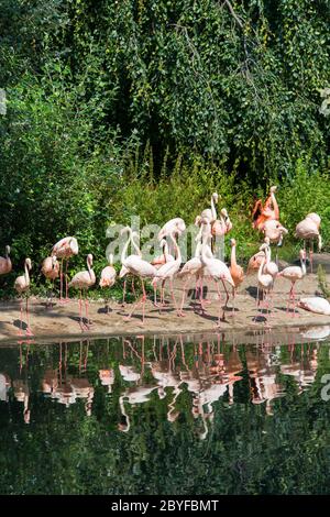 Pink lamingoes on the bright summer day Stock Photo - Alamy
