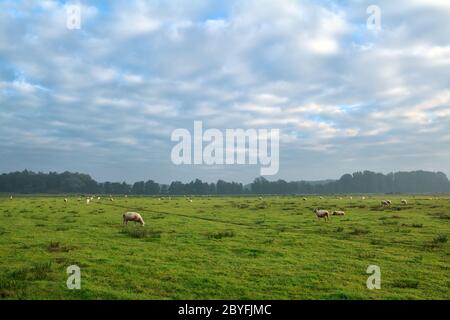 Sheep in the pasture. Grazing sheep herd in the spring field near the ...
