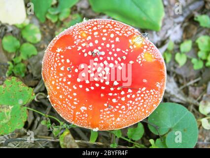 big red fly agaric Stock Photo - Alamy