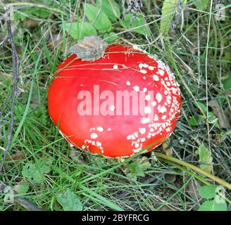 beautiful big red fly agaric in the forest Stock Photo - Alamy