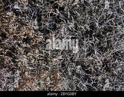 A texture from a withered Hedge Stock Photo - Alamy