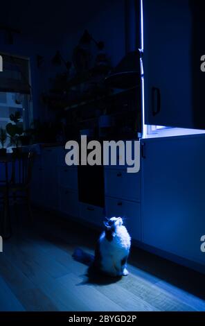 A cat and dog with their owner in a kitchen Stock Photo - Alamy